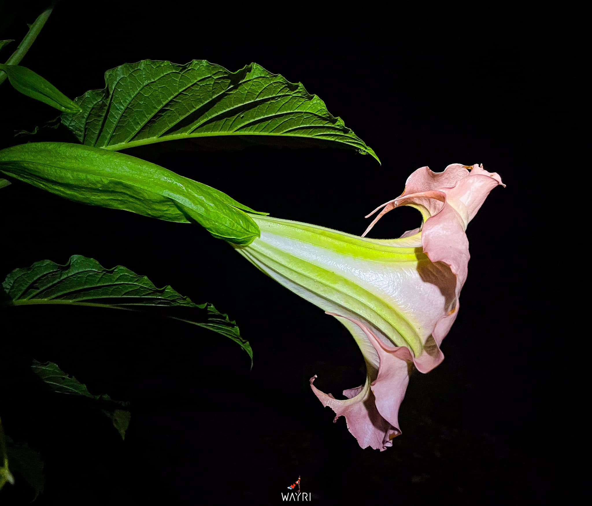 Datura: Floripondio o Toe Planta Sagrada - Chamanismo