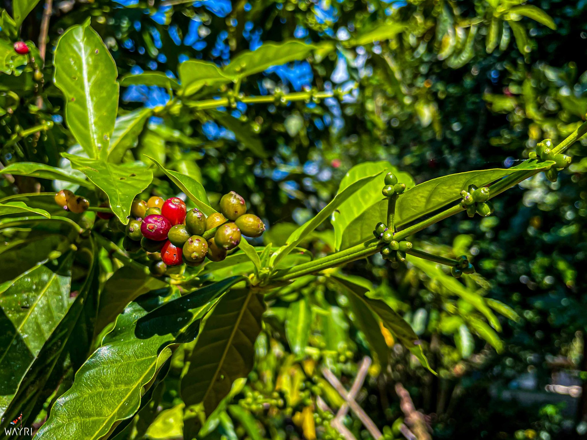 Conocimiento ancestral de las plantas en Perú - Chamanismo