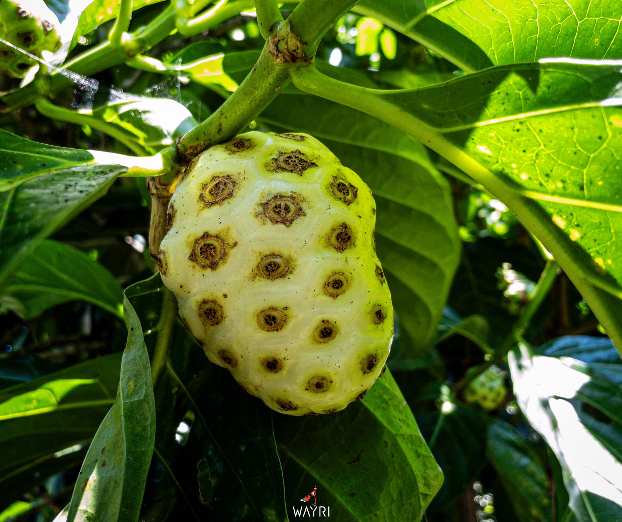Noni: El Tesoro Tropical de la Salud con Propiedades Medicinales