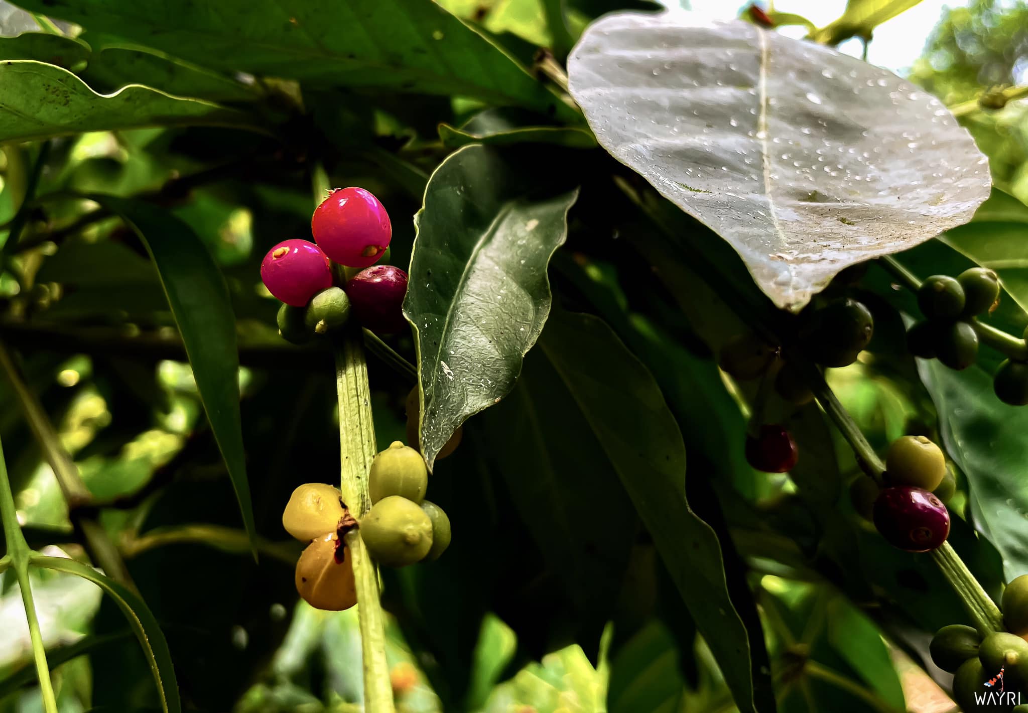 Conocimiento ancestral de las plantas en Perú - Chamanismo