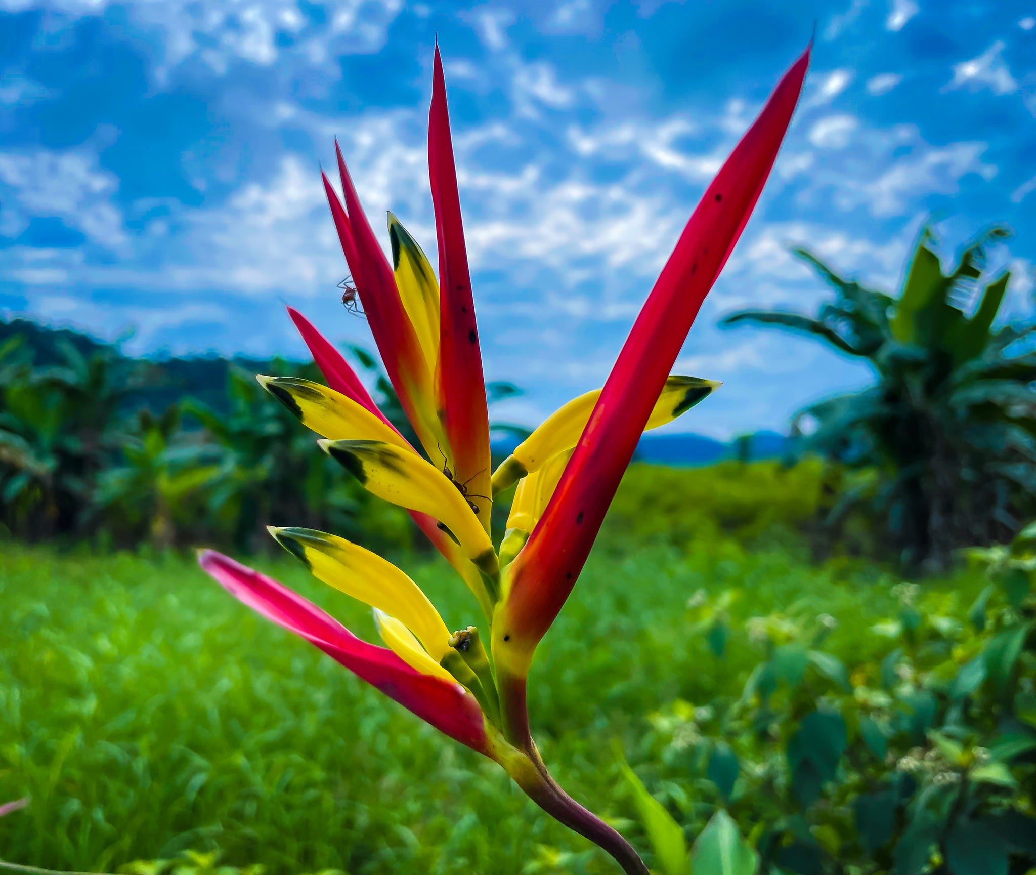 Conocimiento ancestral de las plantas en Perú - Chamanismo