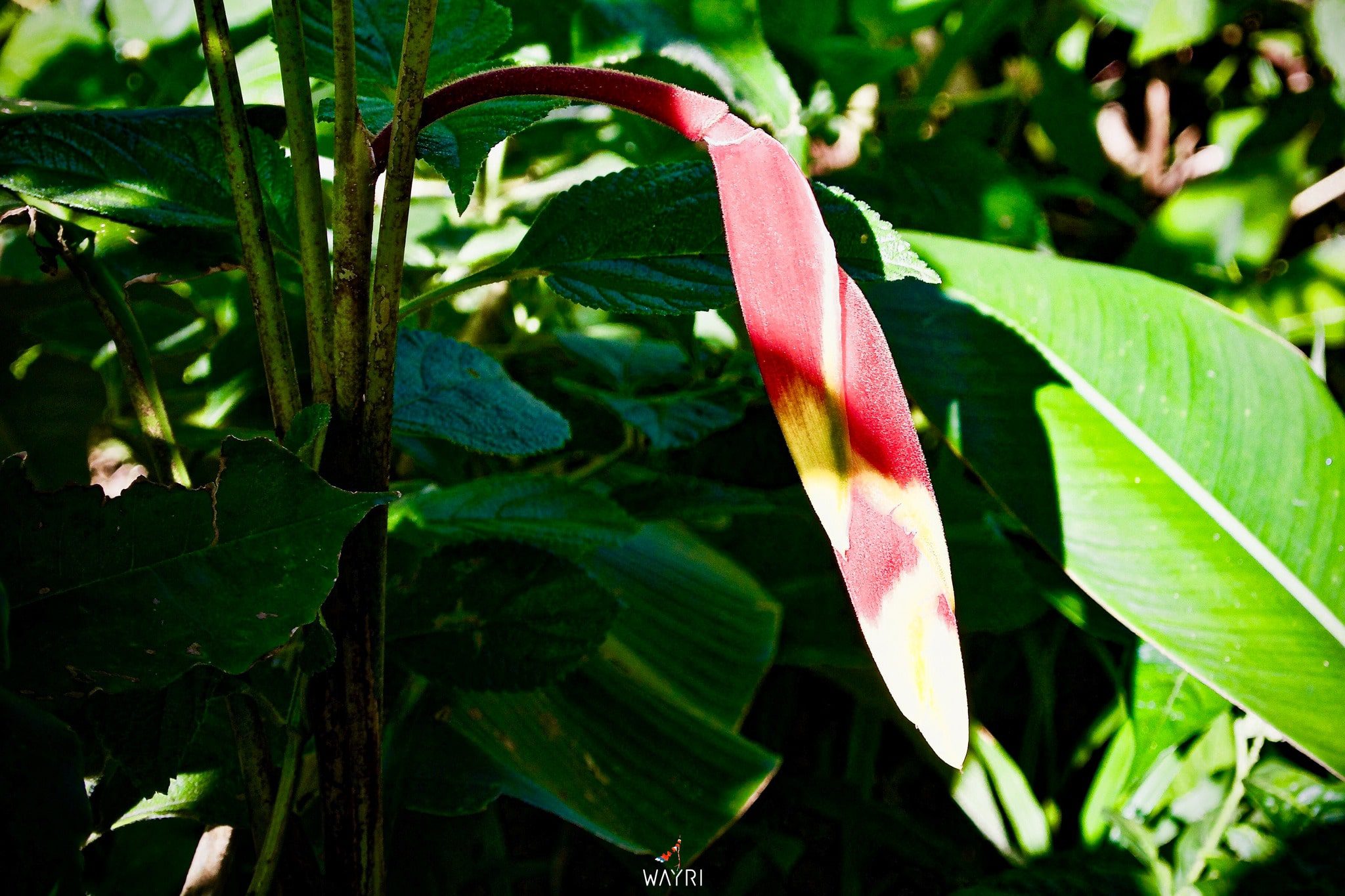 Usos de Plantas Medicinales de la Selva - Perú